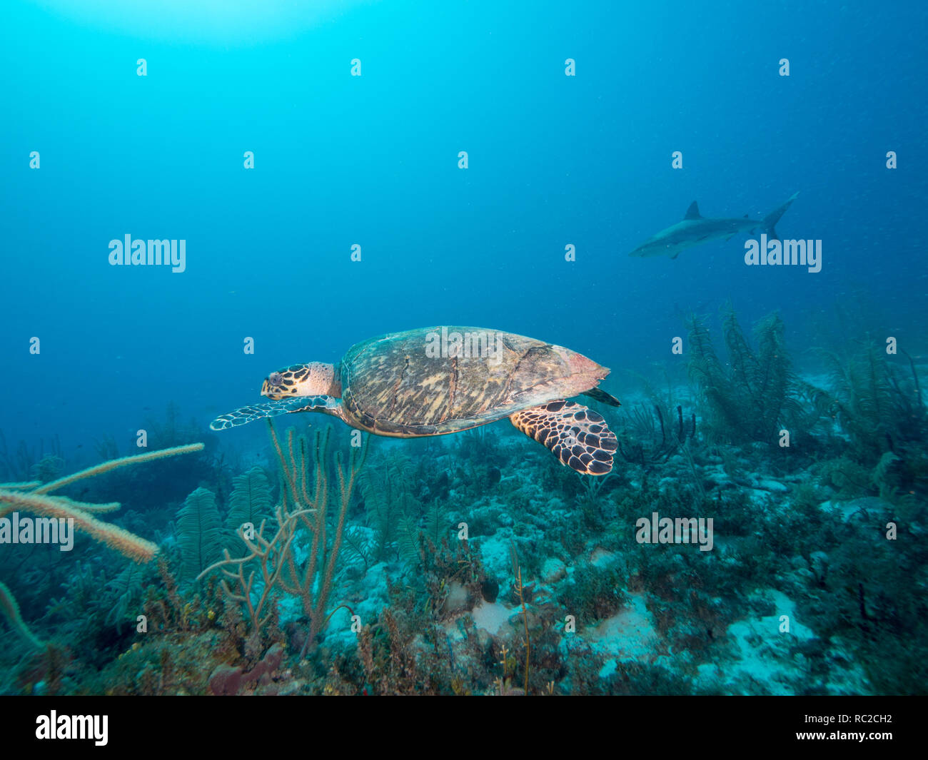Cuba turtle hi-res stock photography and images - Alamy