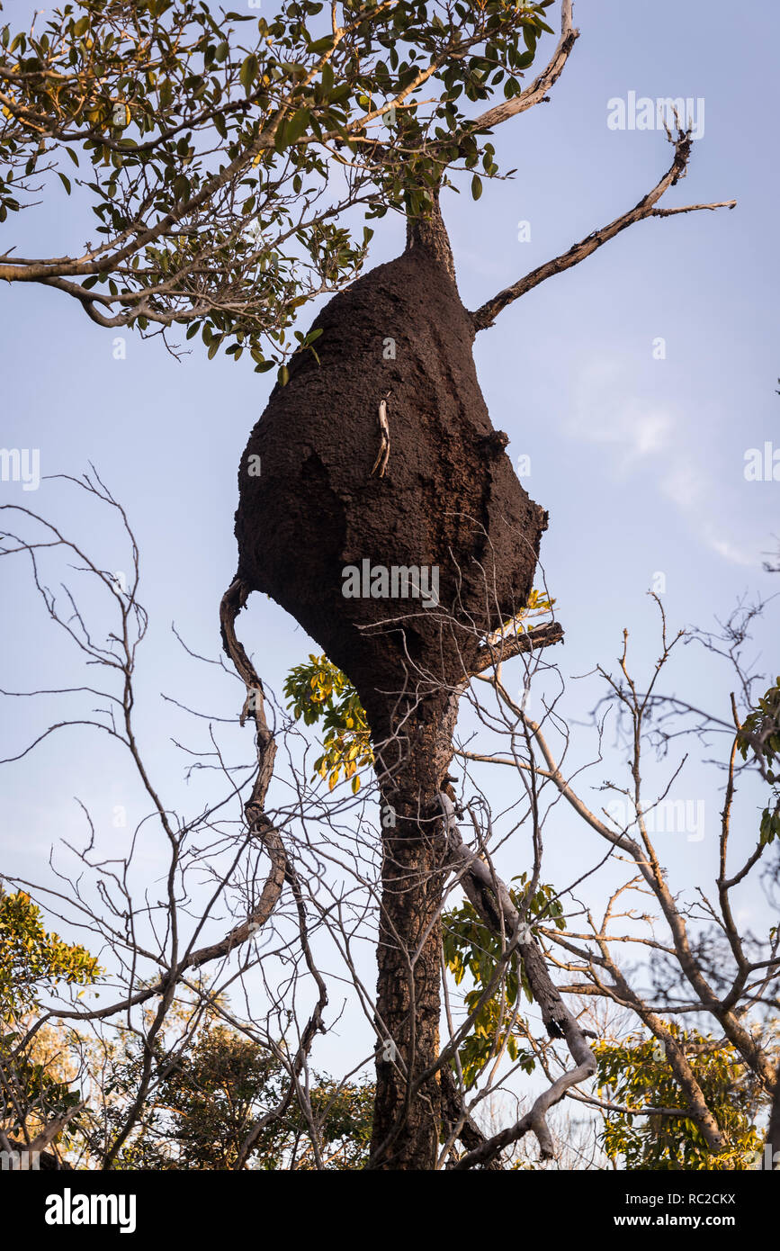 Termite mound on a tree, Cremorne Point Nature Reserve, Sydney, NSW ...