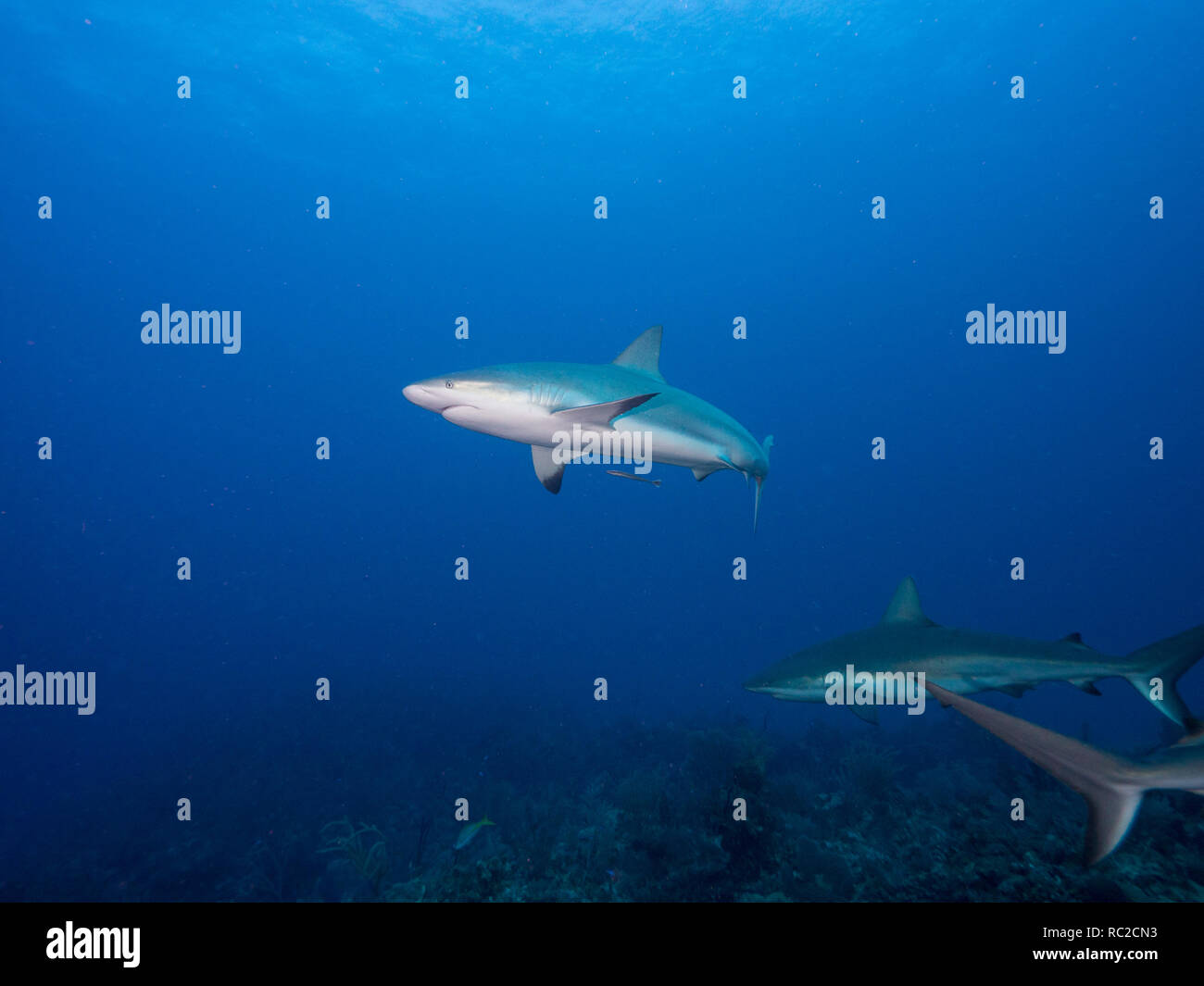 Caribbean reef sharks cuba hi-res stock photography and images - Alamy