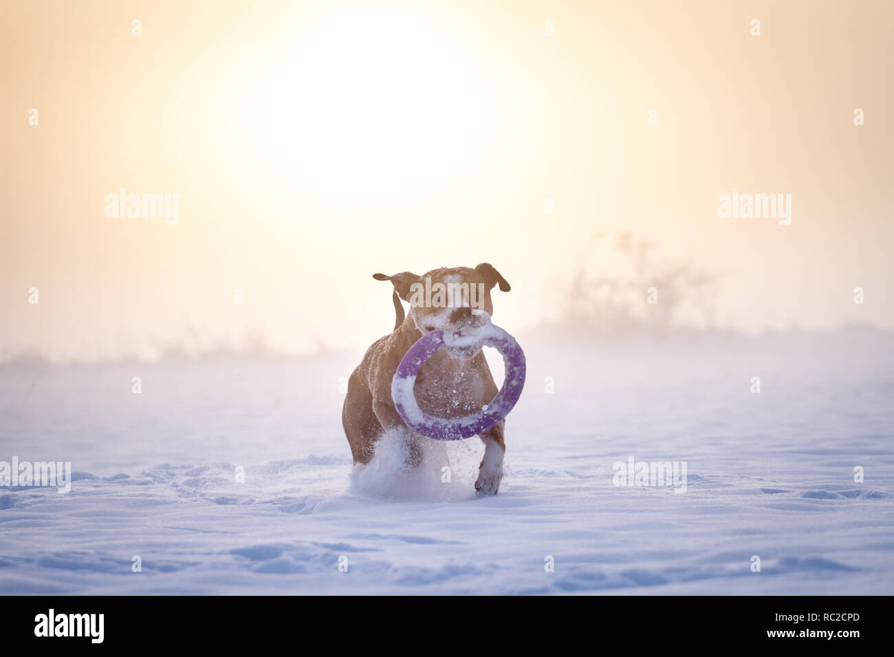 American Pit Bull Terrier in the snow Stock Photo - Alamy