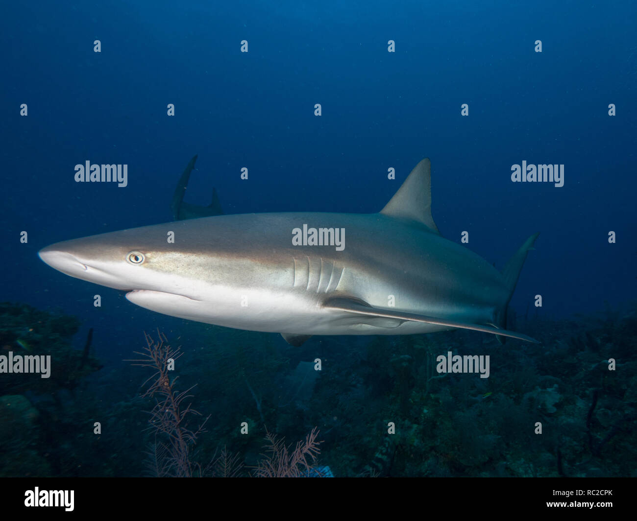 Caribbean reef sharks cuba hi-res stock photography and images - Alamy