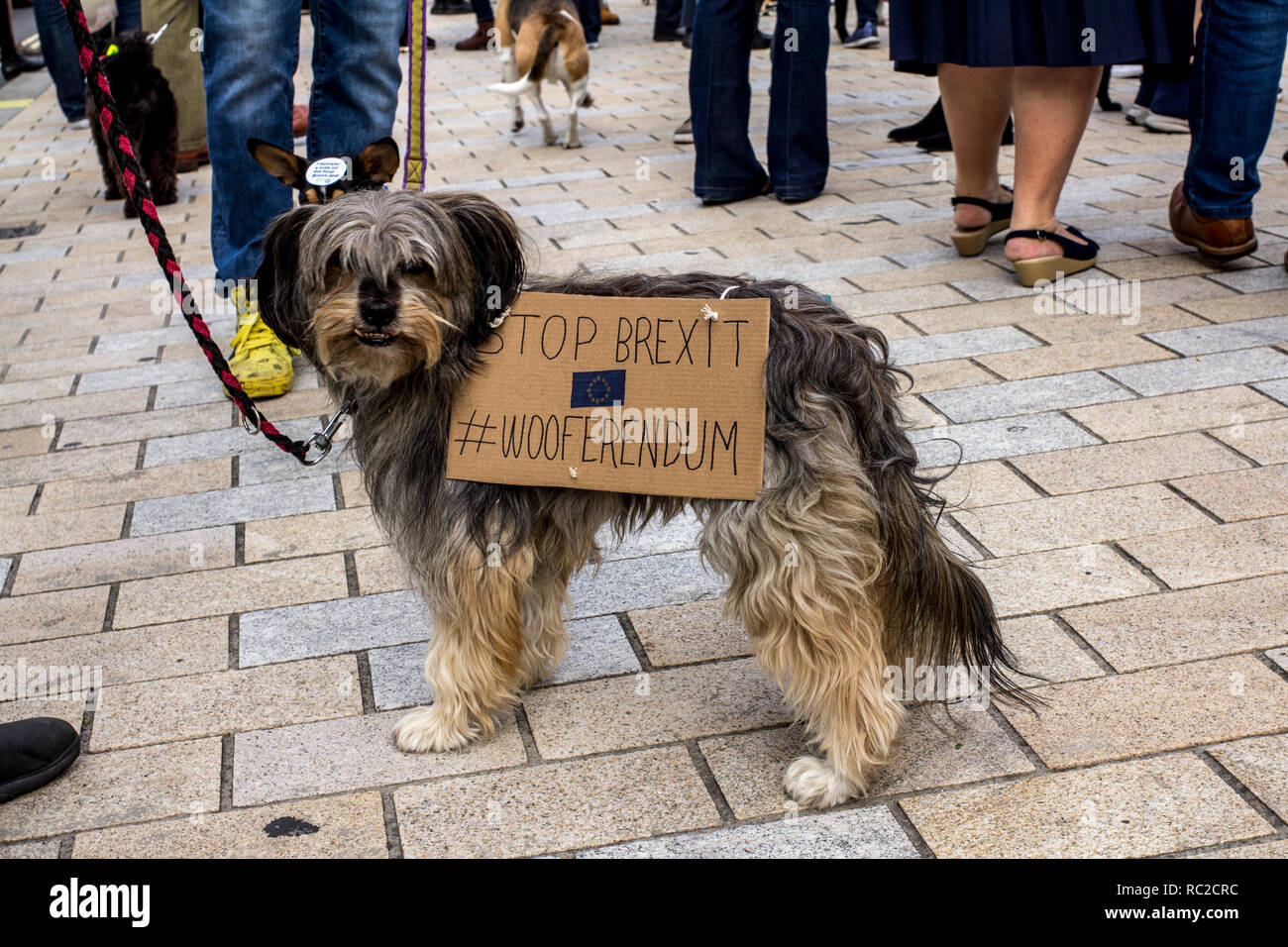 A group of dogs and their owners crowd the streets of London for the ...