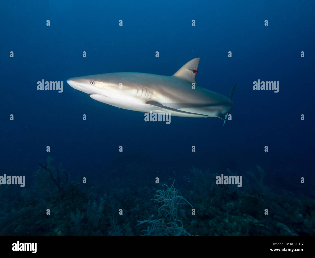 Caribbean reef sharks cuba hi-res stock photography and images - Alamy