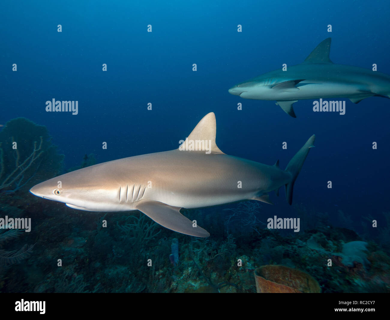 Caribbean reef sharks cuba hi-res stock photography and images - Alamy