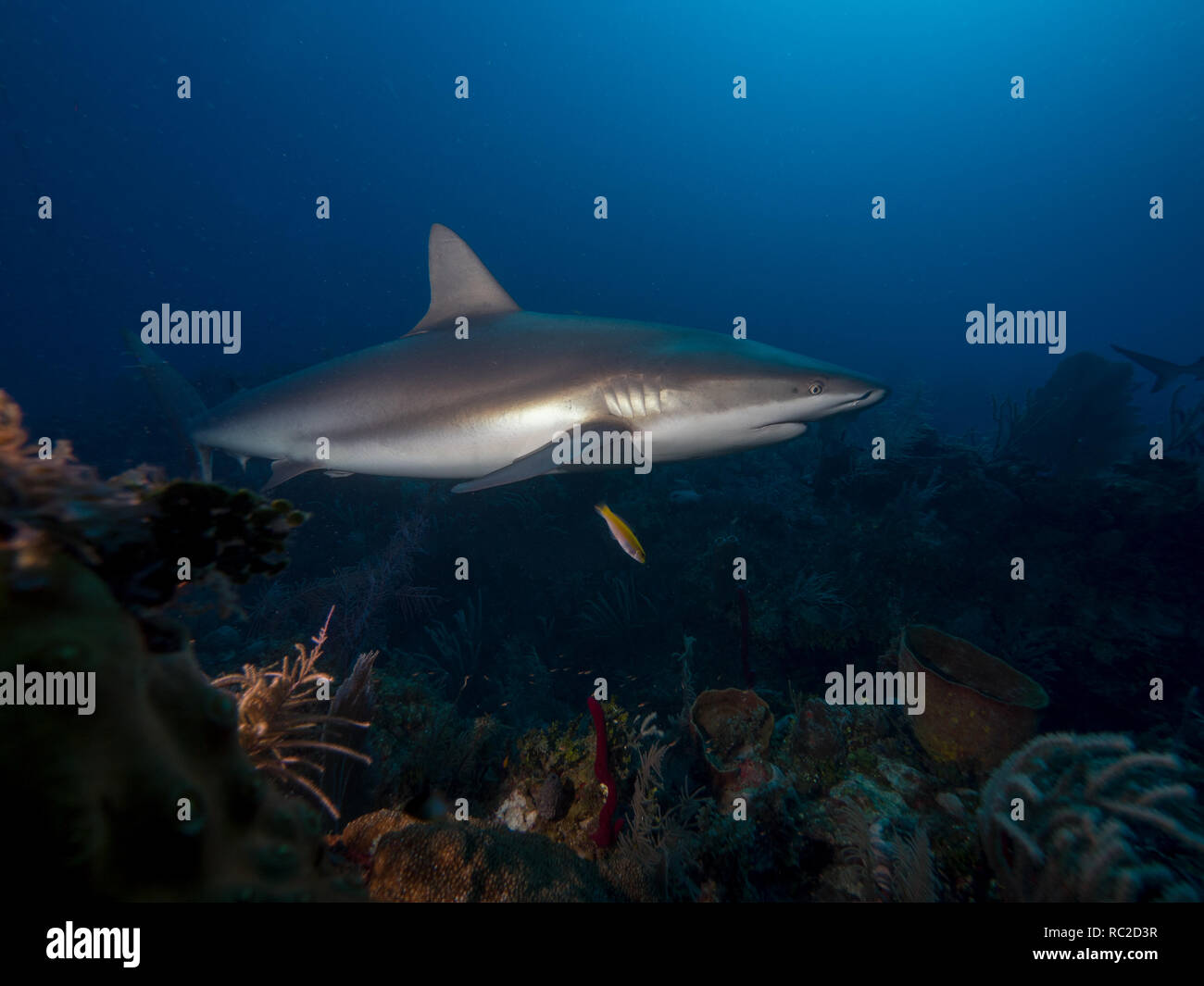 Caribbean reef sharks cuba hi-res stock photography and images - Alamy