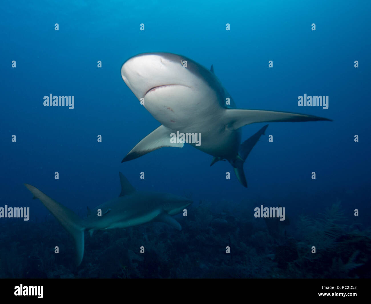 Shark encounter hi-res stock photography and images - Alamy