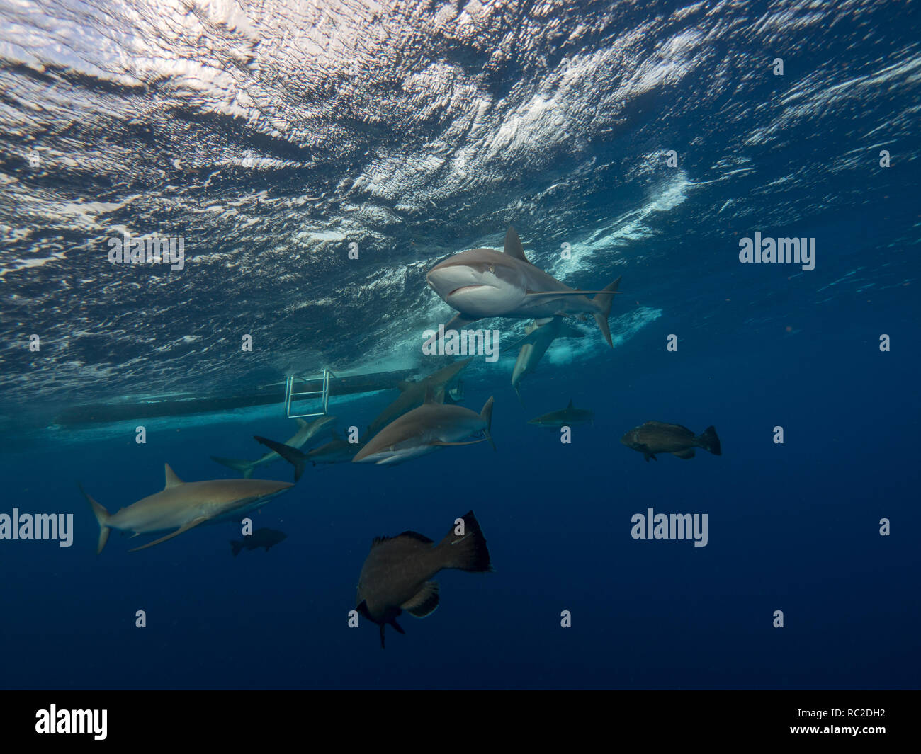 Shark encounter hi-res stock photography and images - Alamy