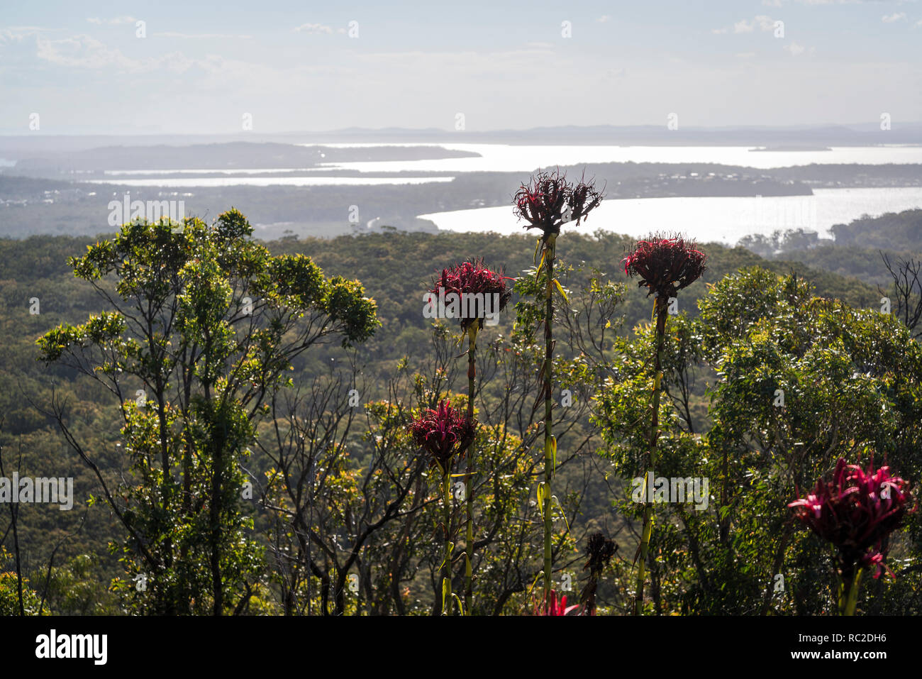 Gymea lilies and View from Gan Gan Lookout over Nelson Bay and Port ...