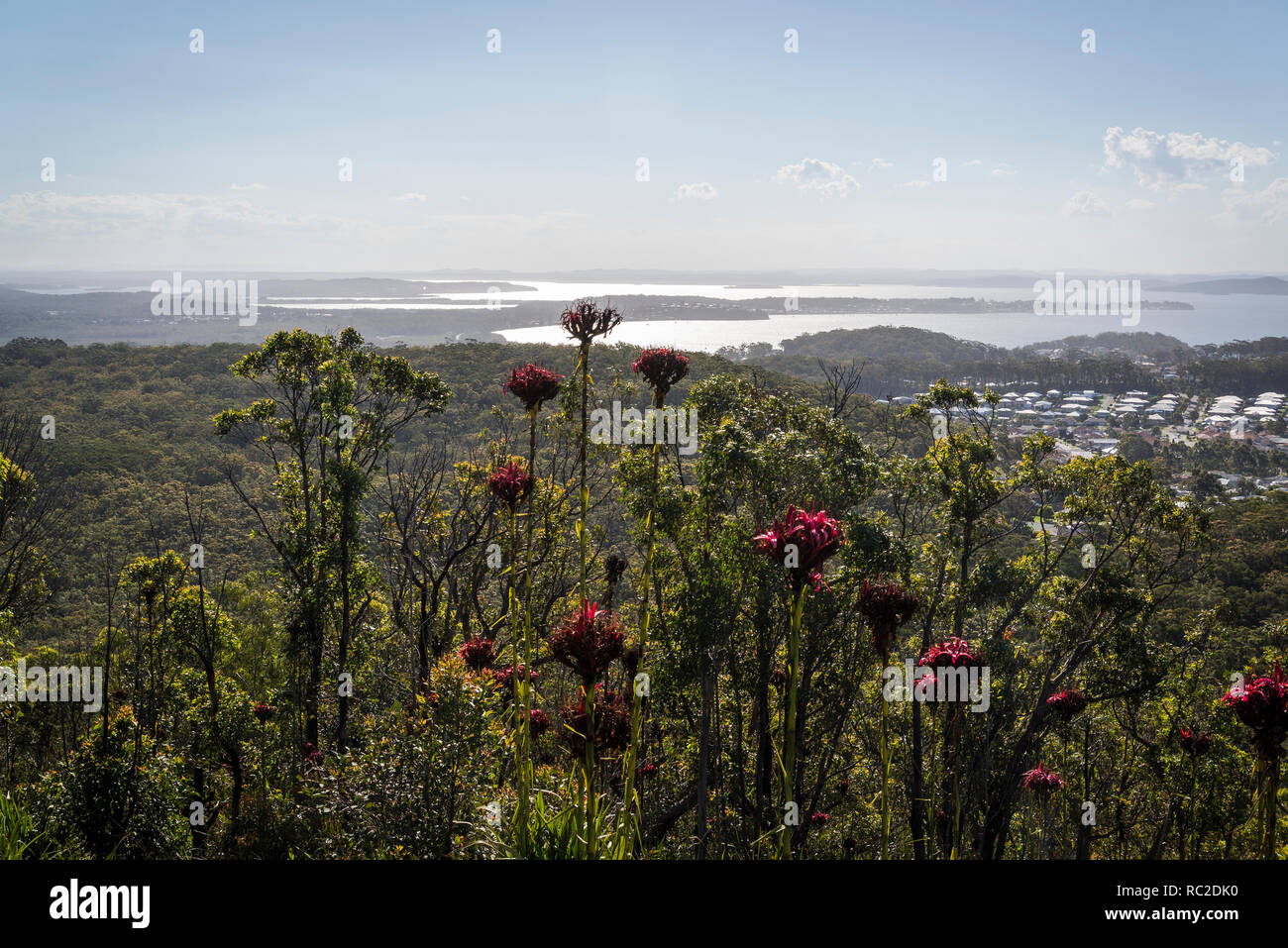 Gymea lilies and View from Gan Gan Lookout over Nelson Bay and Port ...