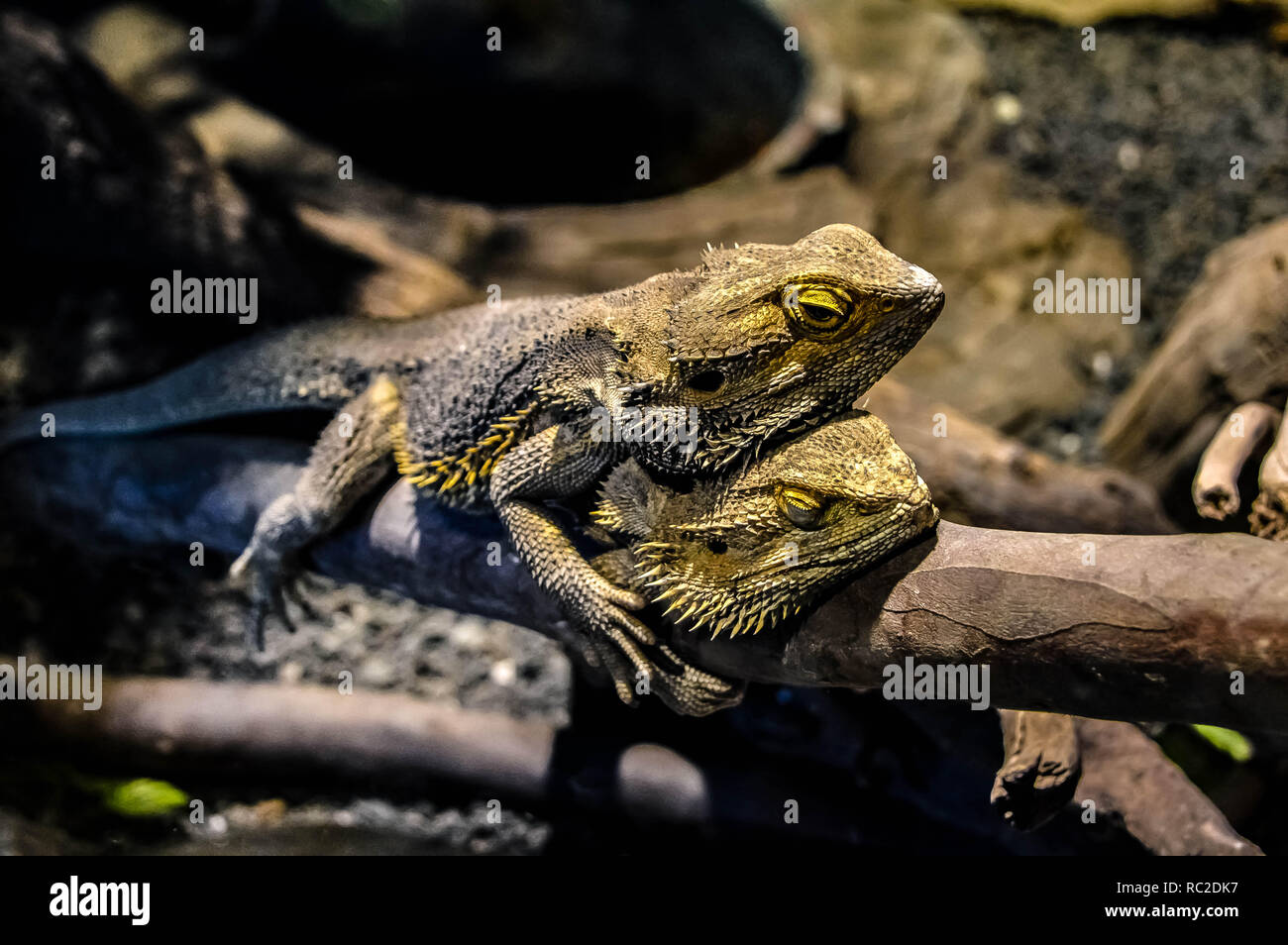 Lizard love hi-res stock photography and images - Alamy