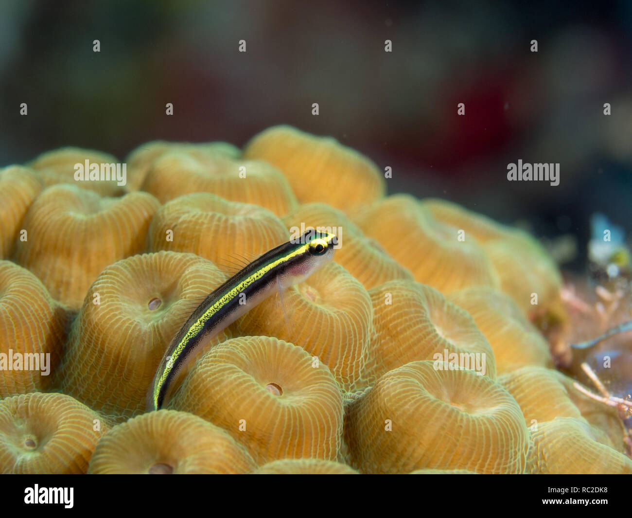 Live reef fish hi-res stock photography and images - Alamy