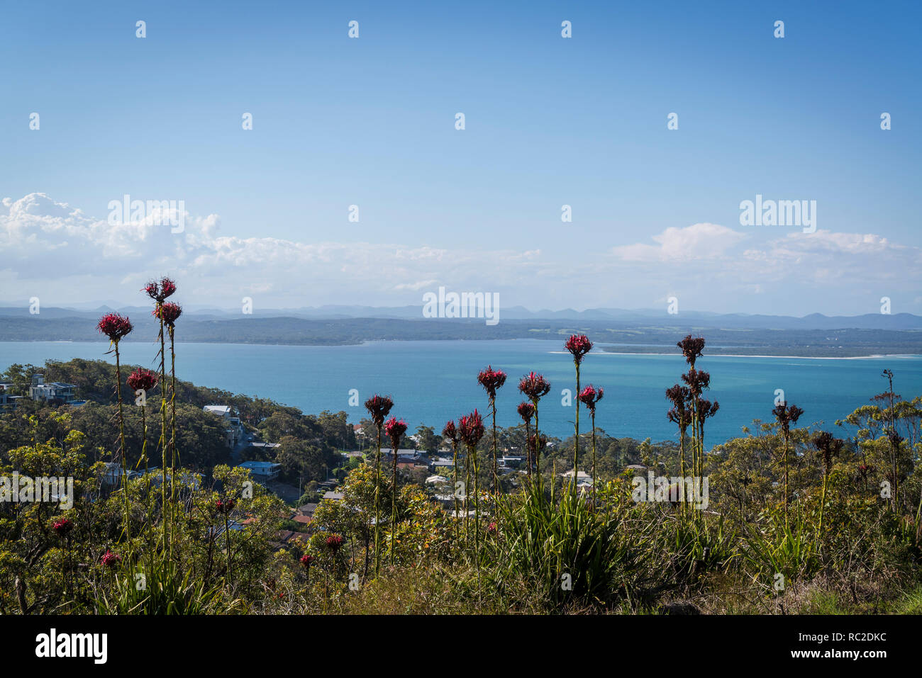 Gymea lily hi-res stock photography and images - Alamy