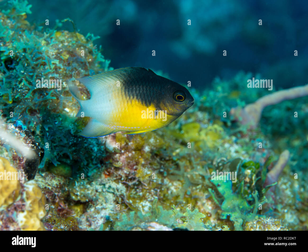 Live reef fish hi-res stock photography and images - Alamy