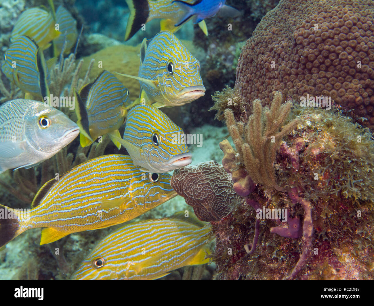 Live reef fish hi-res stock photography and images - Alamy