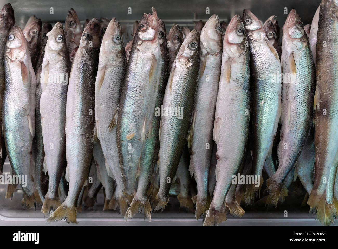 Set of frozen smelt fish with silver scales in freezer at seafood ...