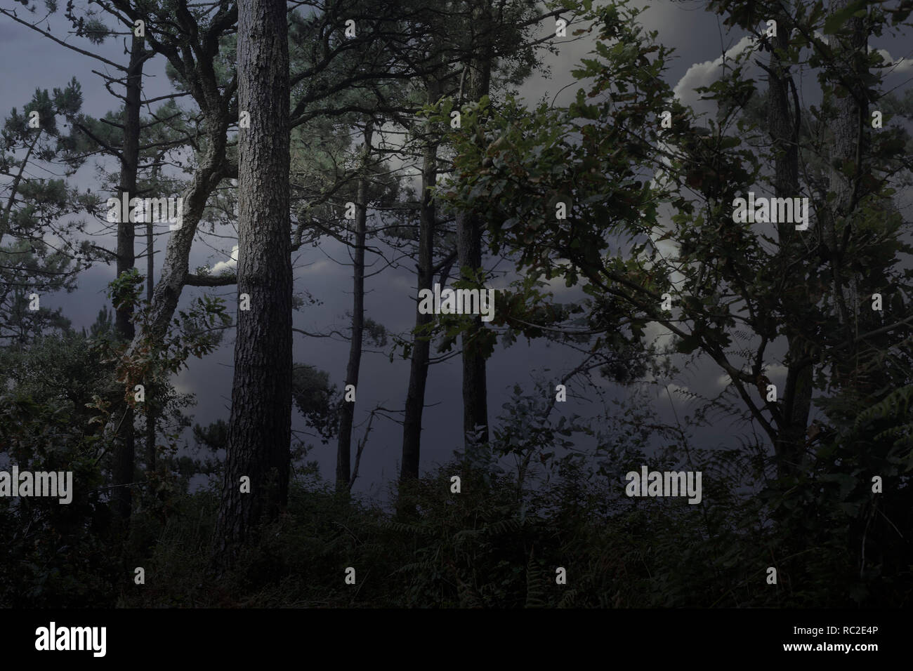 Dark woods hi-res stock photography and images - Alamy