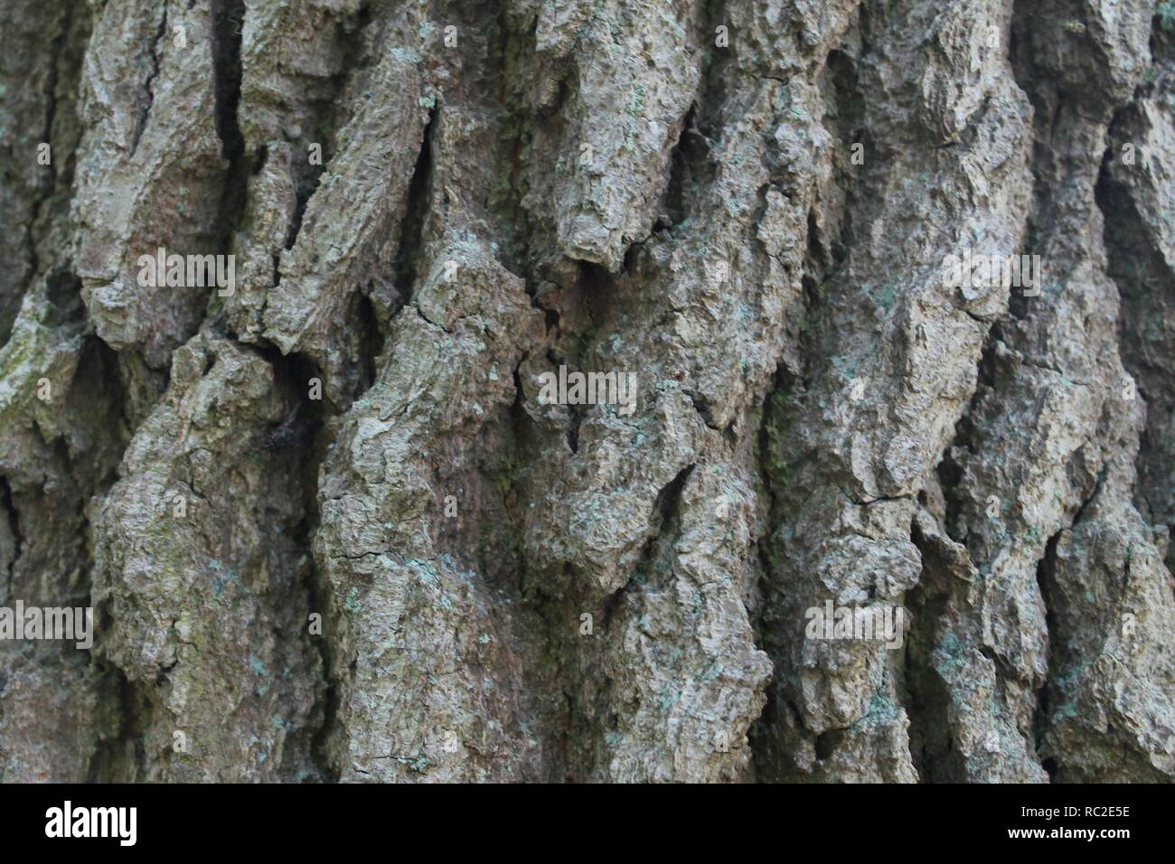 Close up surface of natural tree bark in high resolution Stock Photo ...