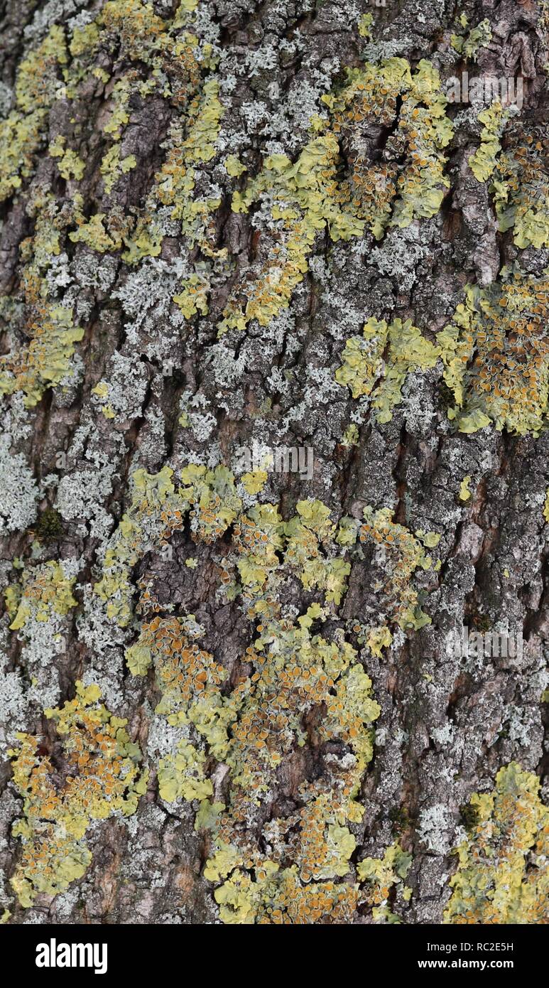 Close up surface of natural tree bark in high resolution Stock Photo ...