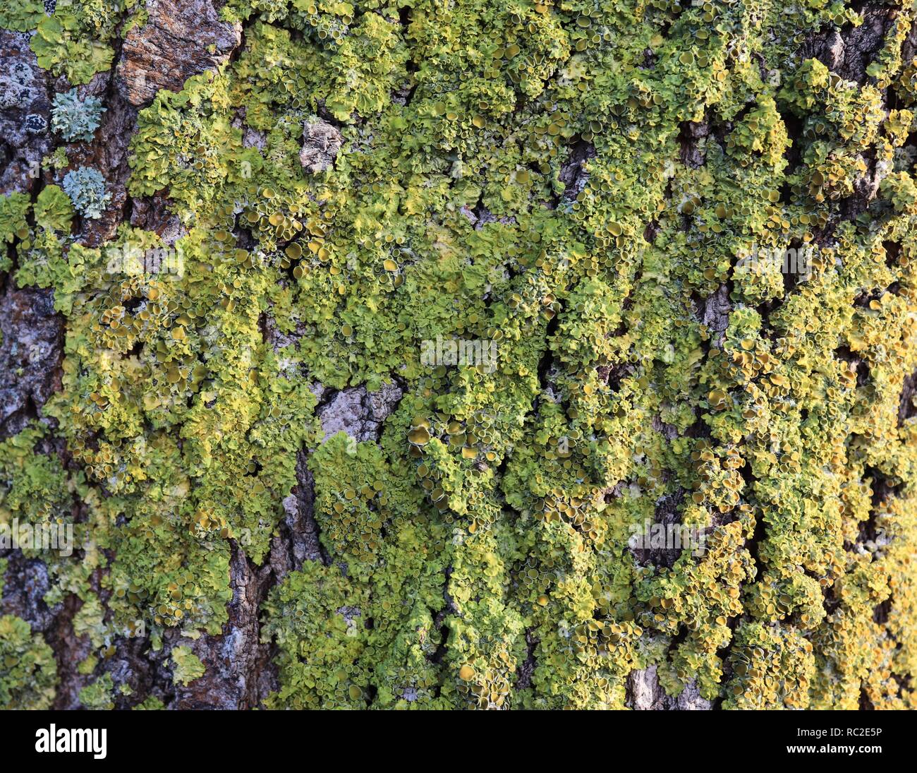 Close up surface of natural tree bark in high resolution Stock Photo ...