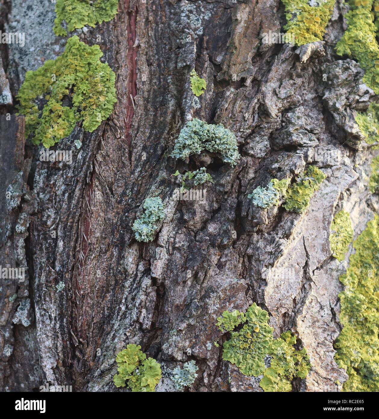 Close up surface of natural tree bark in high resolution Stock Photo ...