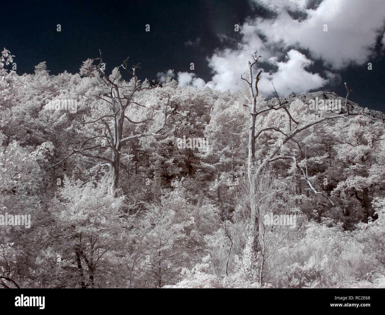 Infrared forest. Peneda Geres National Park, north of Portugal Stock ...