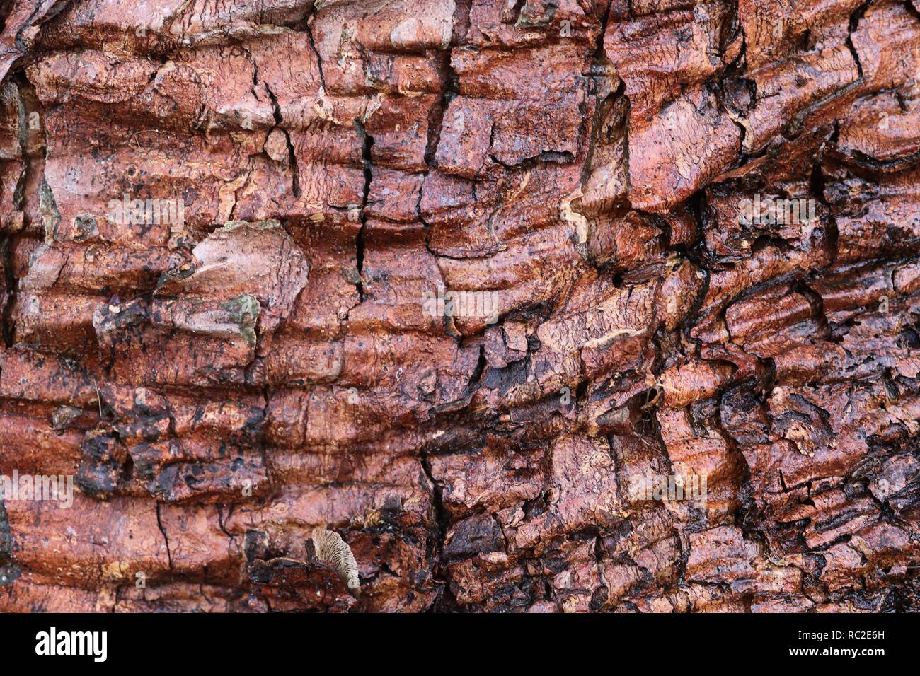 Close up surface of natural tree bark in high resolution Stock Photo ...