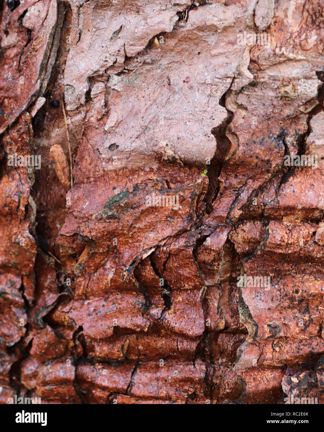 Close up surface of natural tree bark in high resolution Stock Photo ...