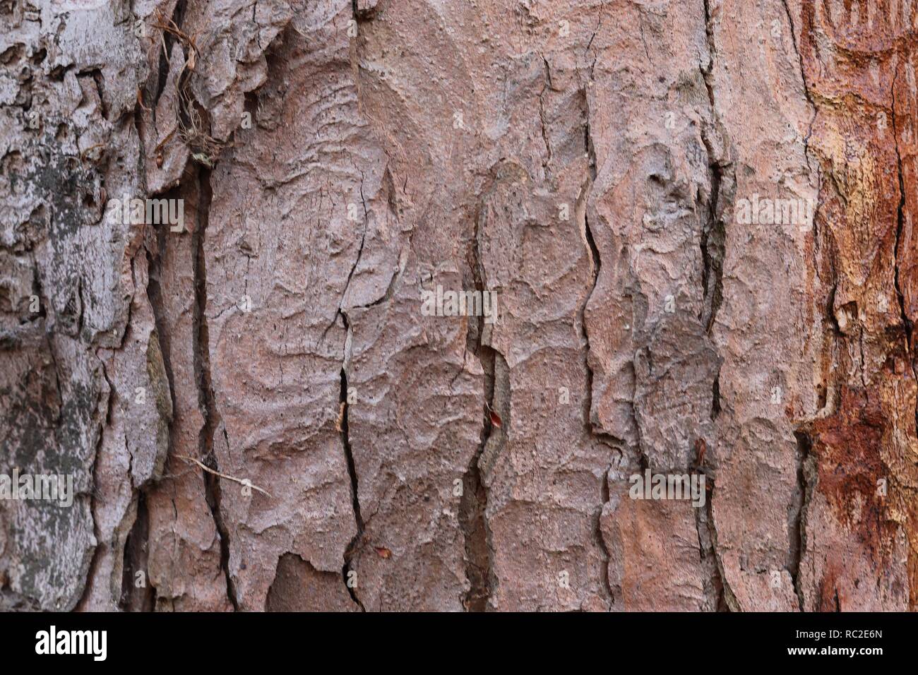 Close up surface of natural tree bark in high resolution Stock Photo ...