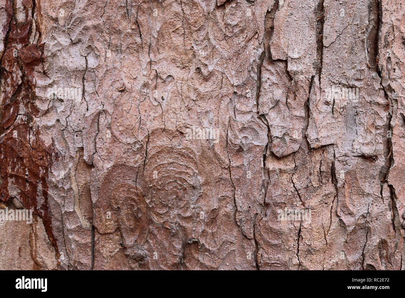 Close up surface of natural tree bark in high resolution Stock Photo ...