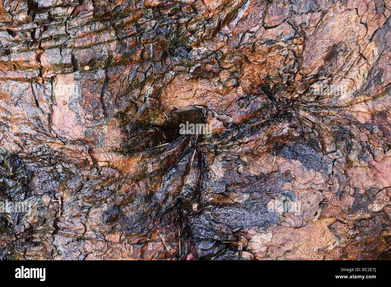 Close up surface of natural tree bark in high resolution Stock Photo ...