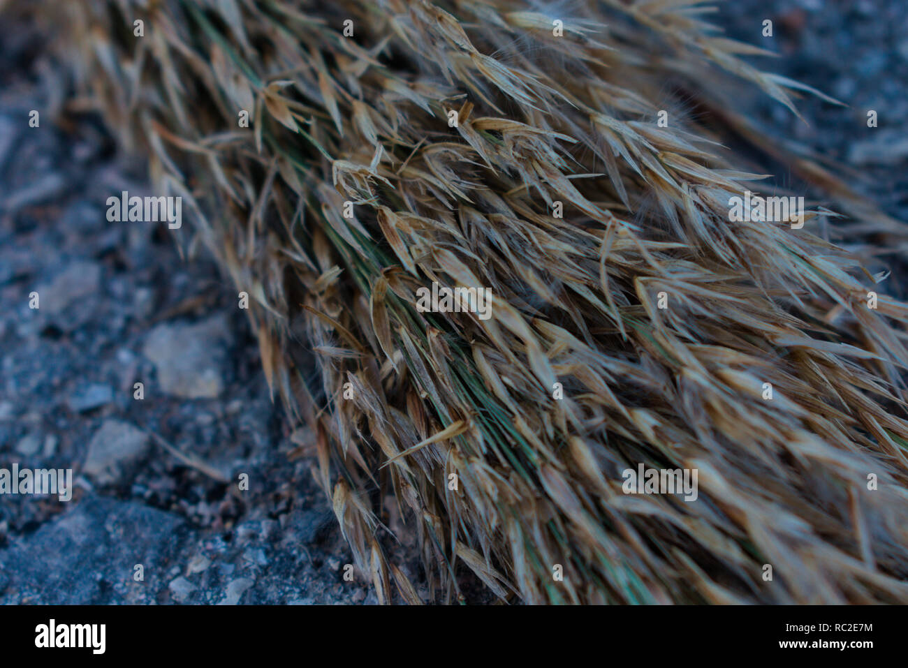 Dry plant texture hi-res stock photography and images - Alamy