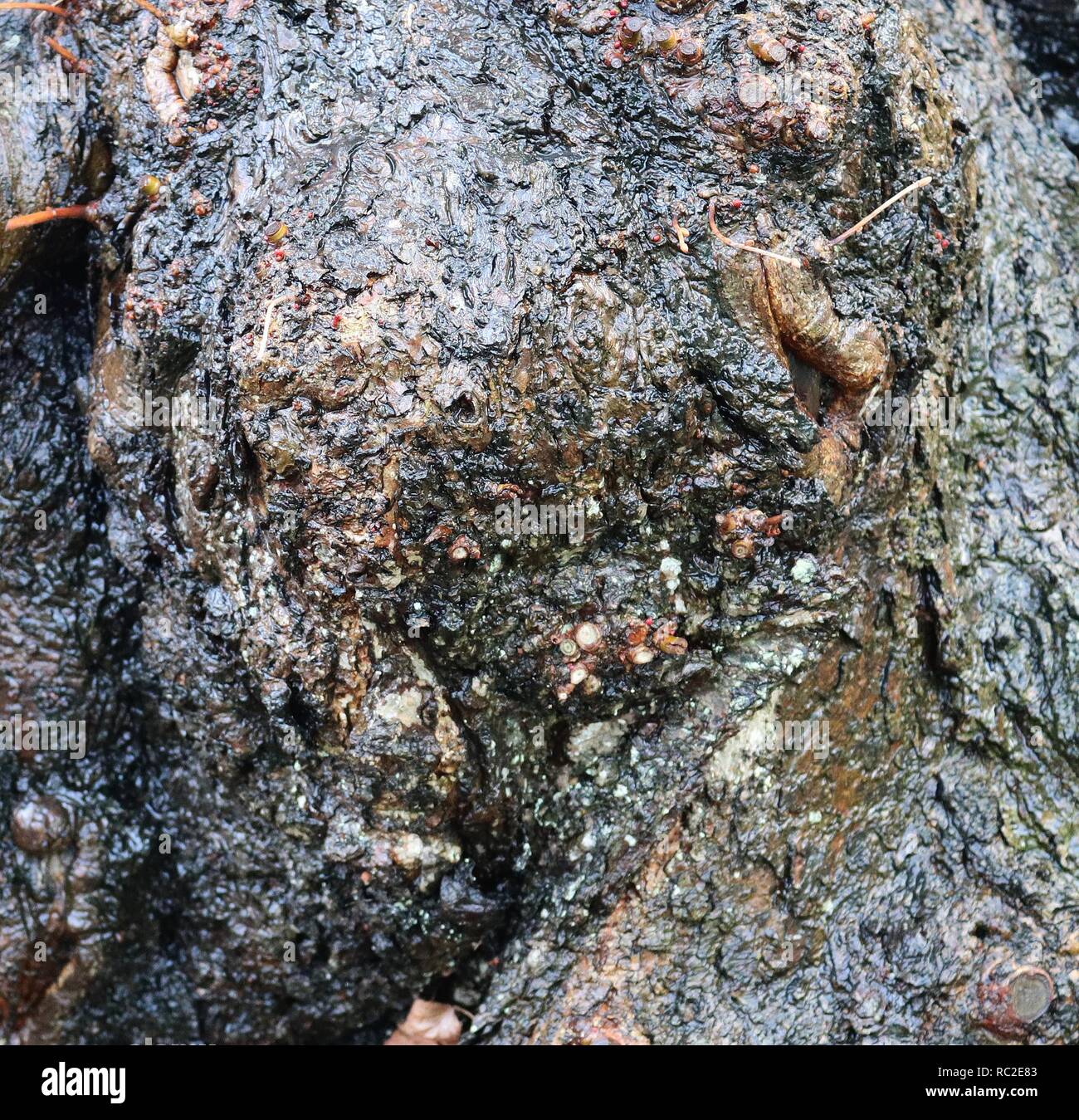 Close up surface of natural tree bark in high resolution Stock Photo ...