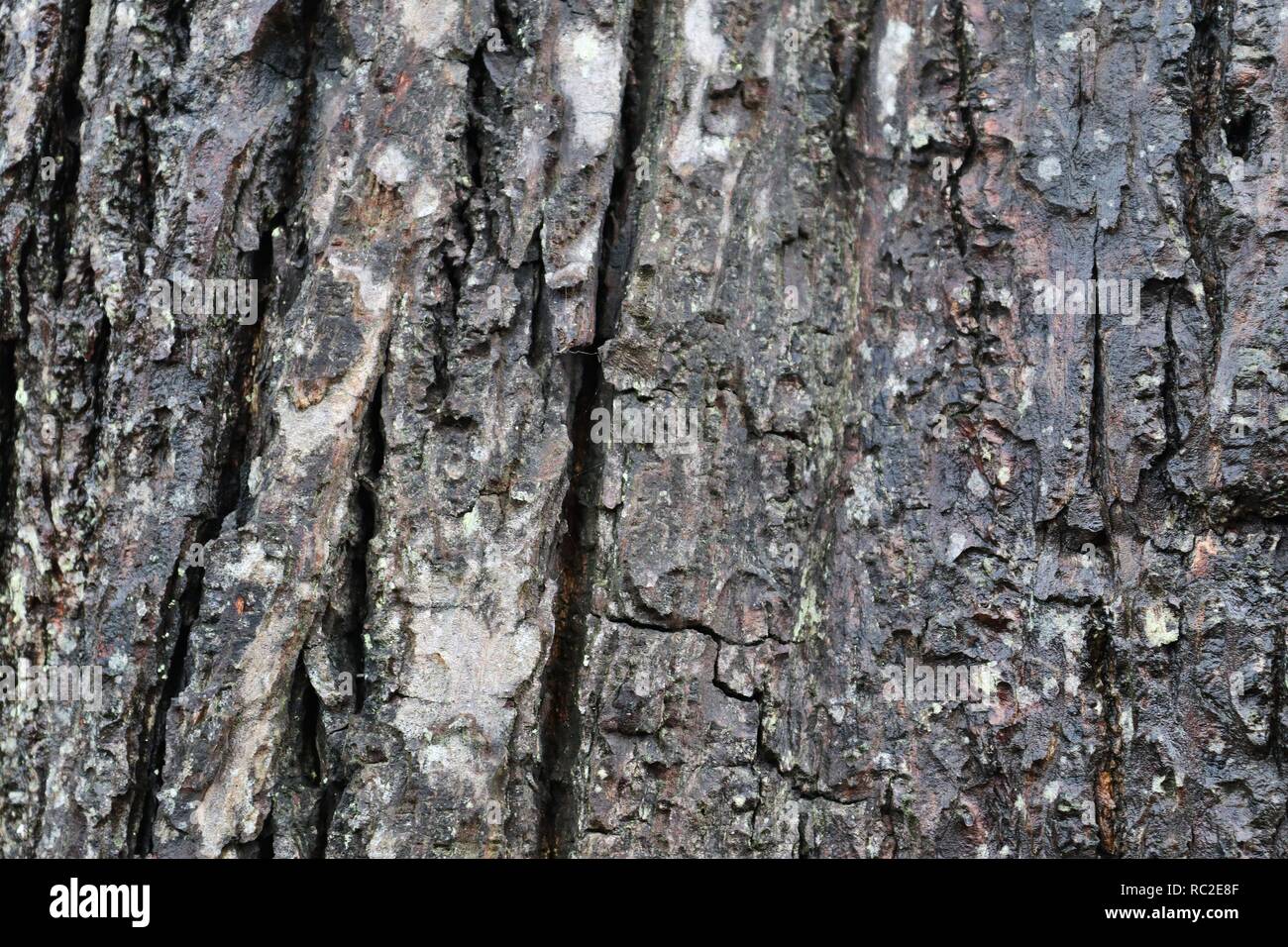 Close up surface of natural tree bark in high resolution Stock Photo ...