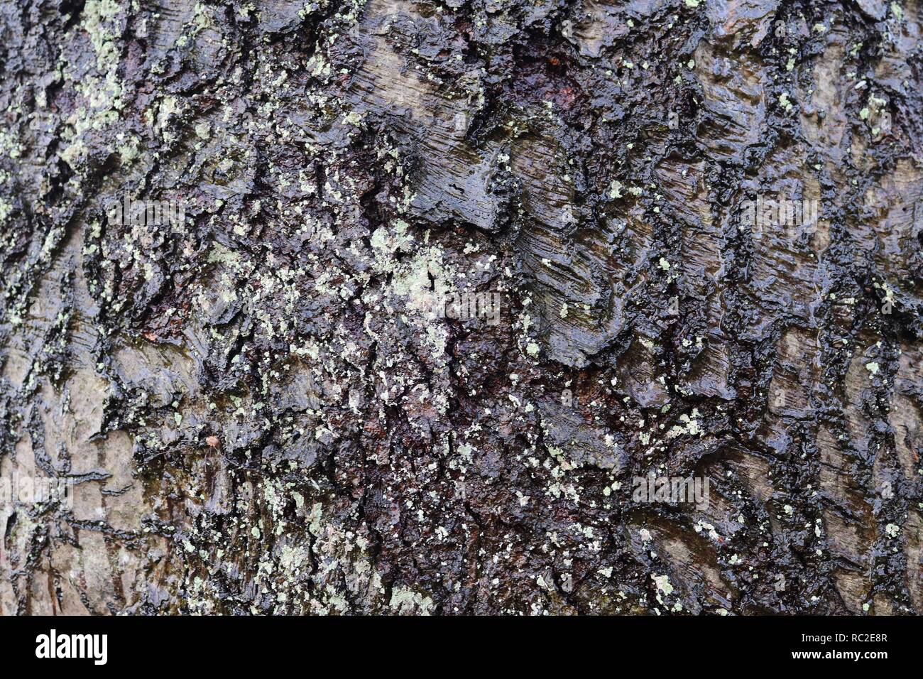 Close up surface of natural tree bark in high resolution Stock Photo ...