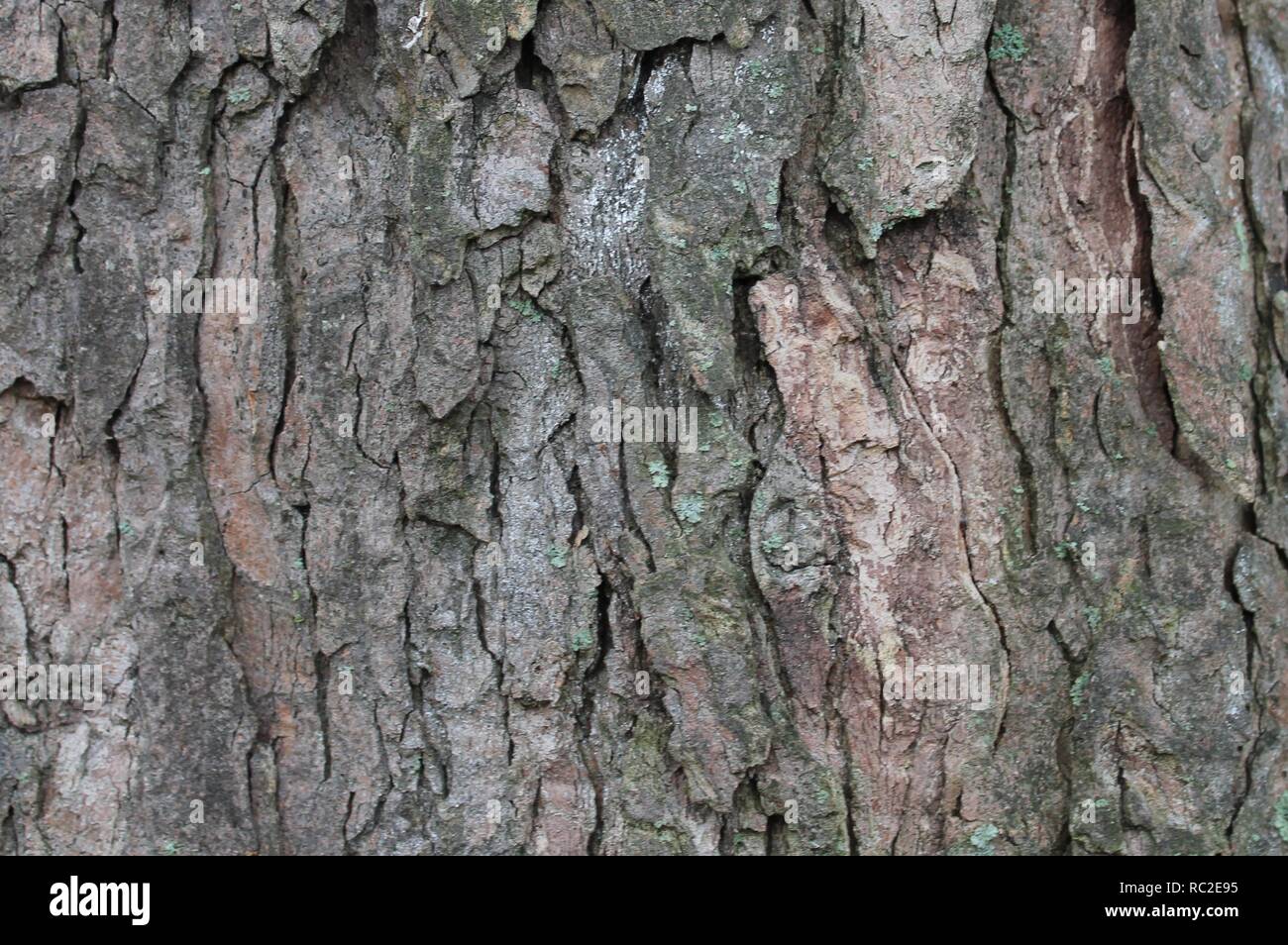 Close up surface of natural tree bark in high resolution Stock Photo ...