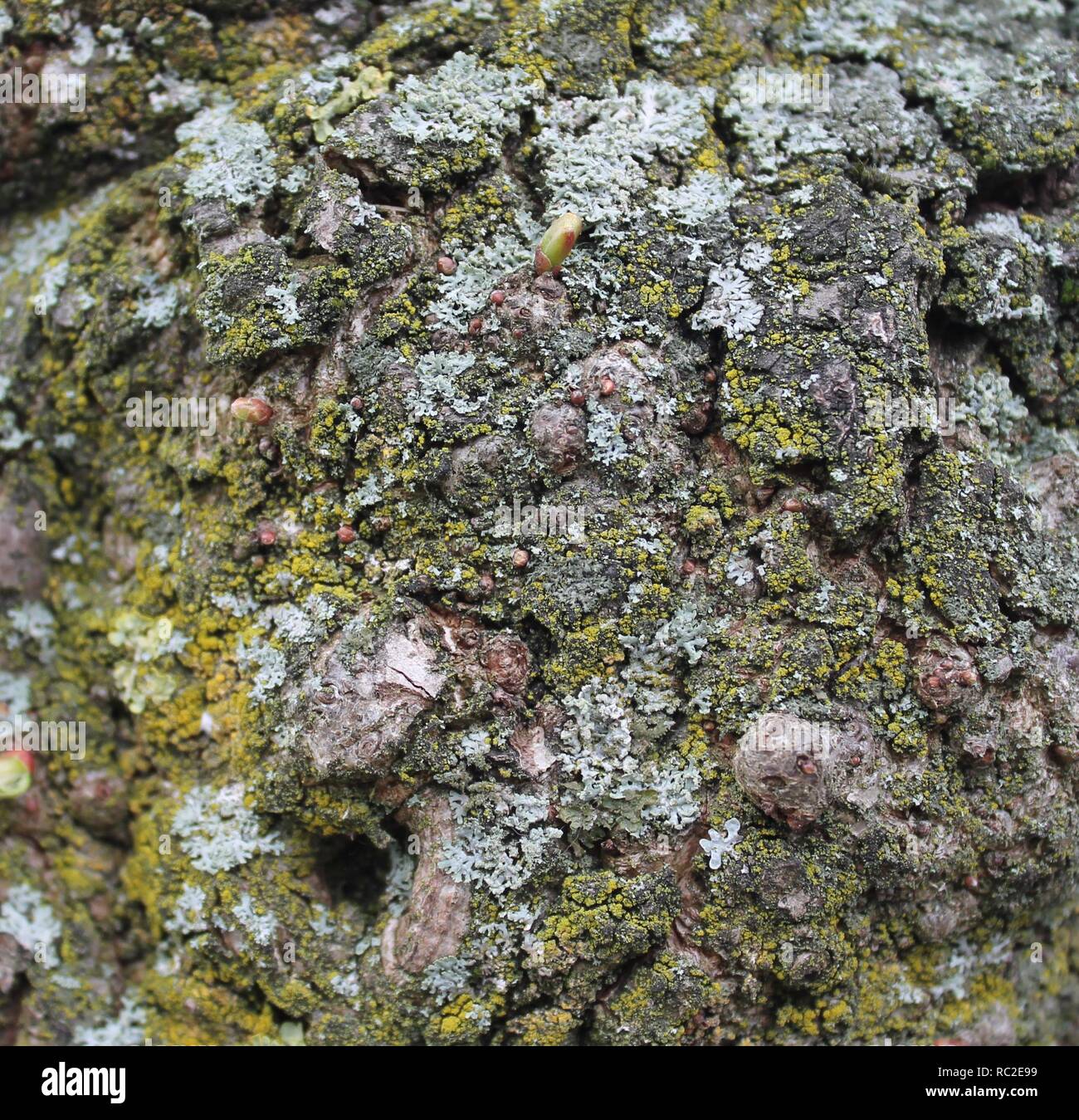 Close up surface of natural tree bark in high resolution Stock Photo ...