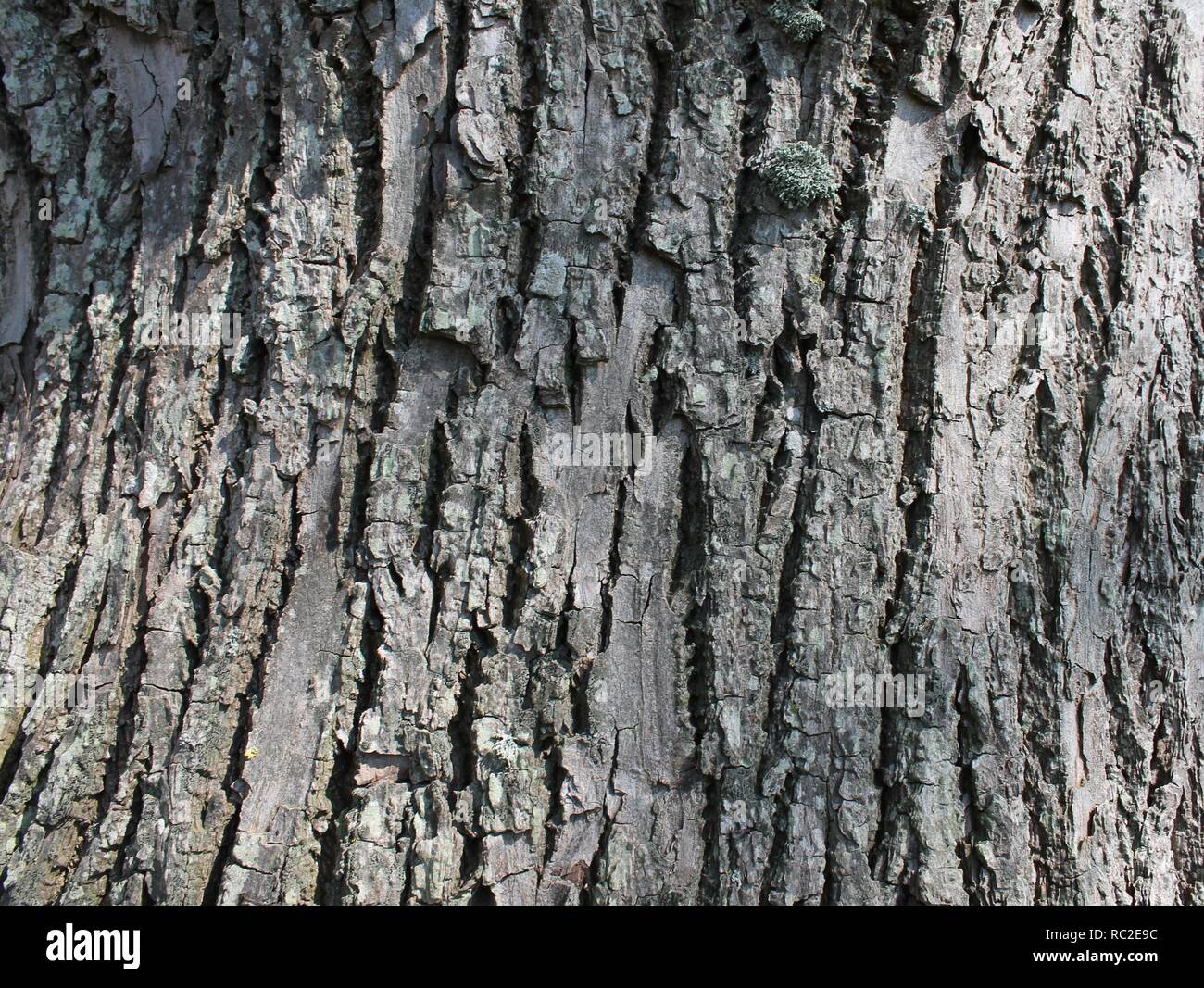 Close up surface of natural tree bark in high resolution Stock Photo ...
