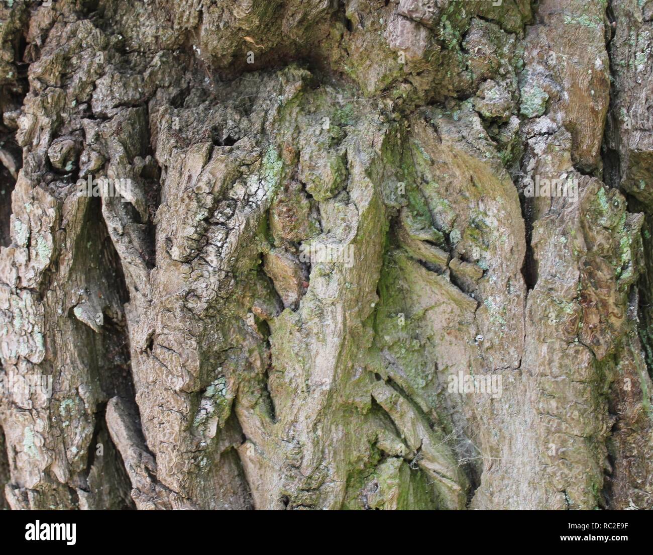 Close up surface of natural tree bark in high resolution Stock Photo ...