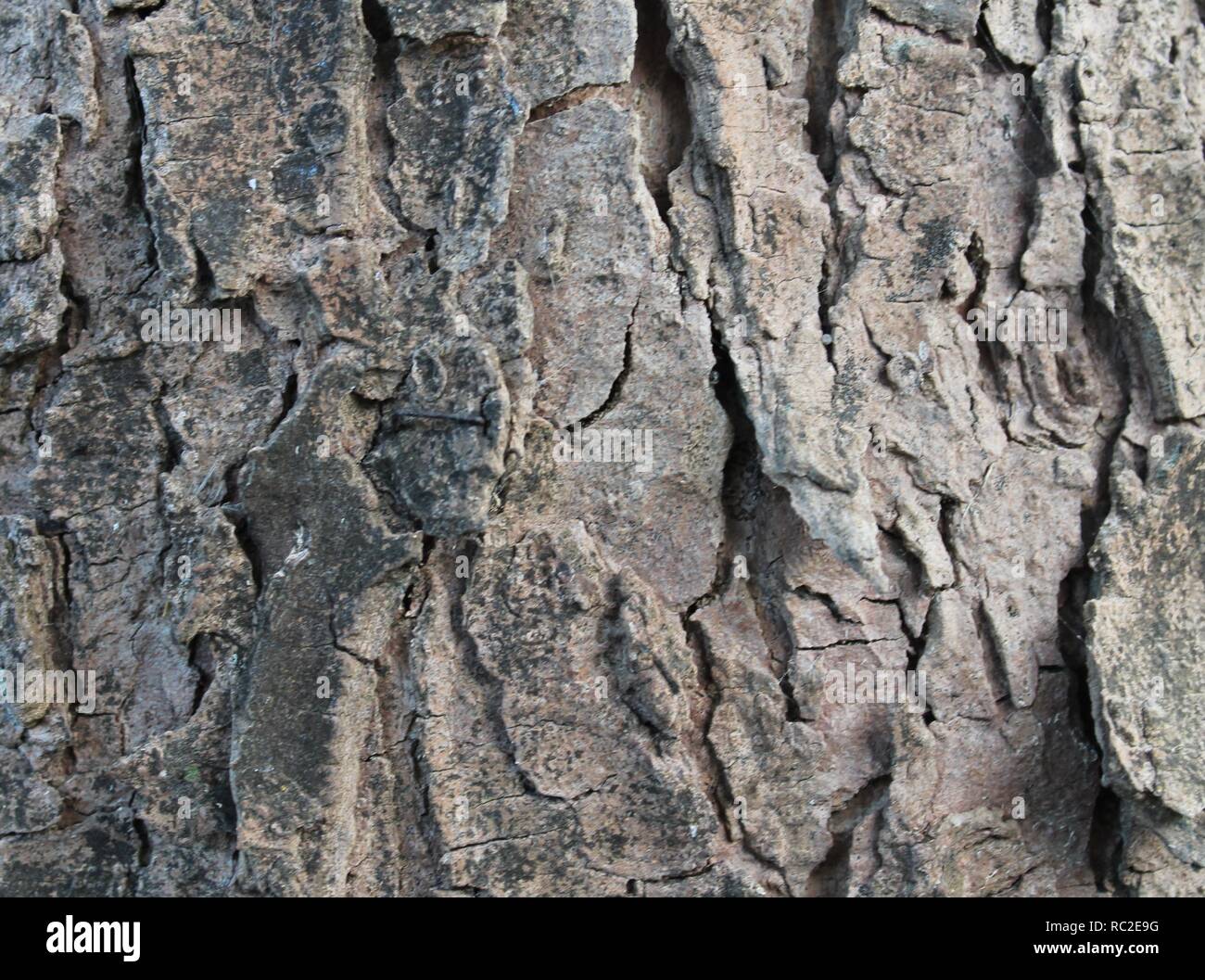 Close up surface of natural tree bark in high resolution Stock Photo ...