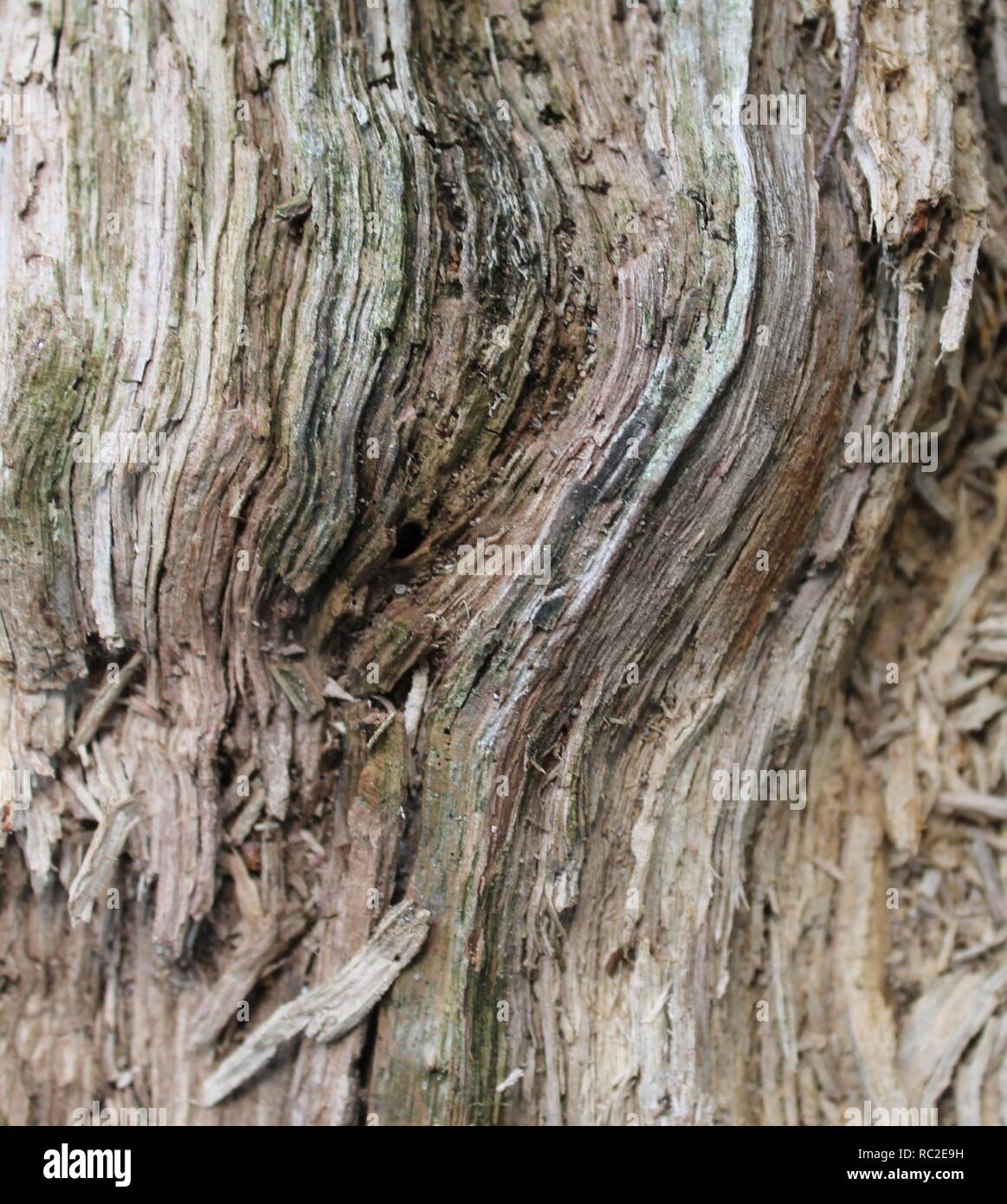 Close up surface of natural tree bark in high resolution Stock Photo ...