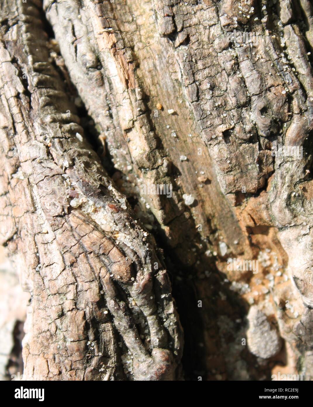 Close up surface of natural tree bark in high resolution Stock Photo ...