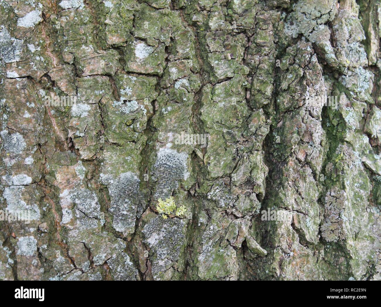 Close up surface of natural tree bark in high resolution Stock Photo ...