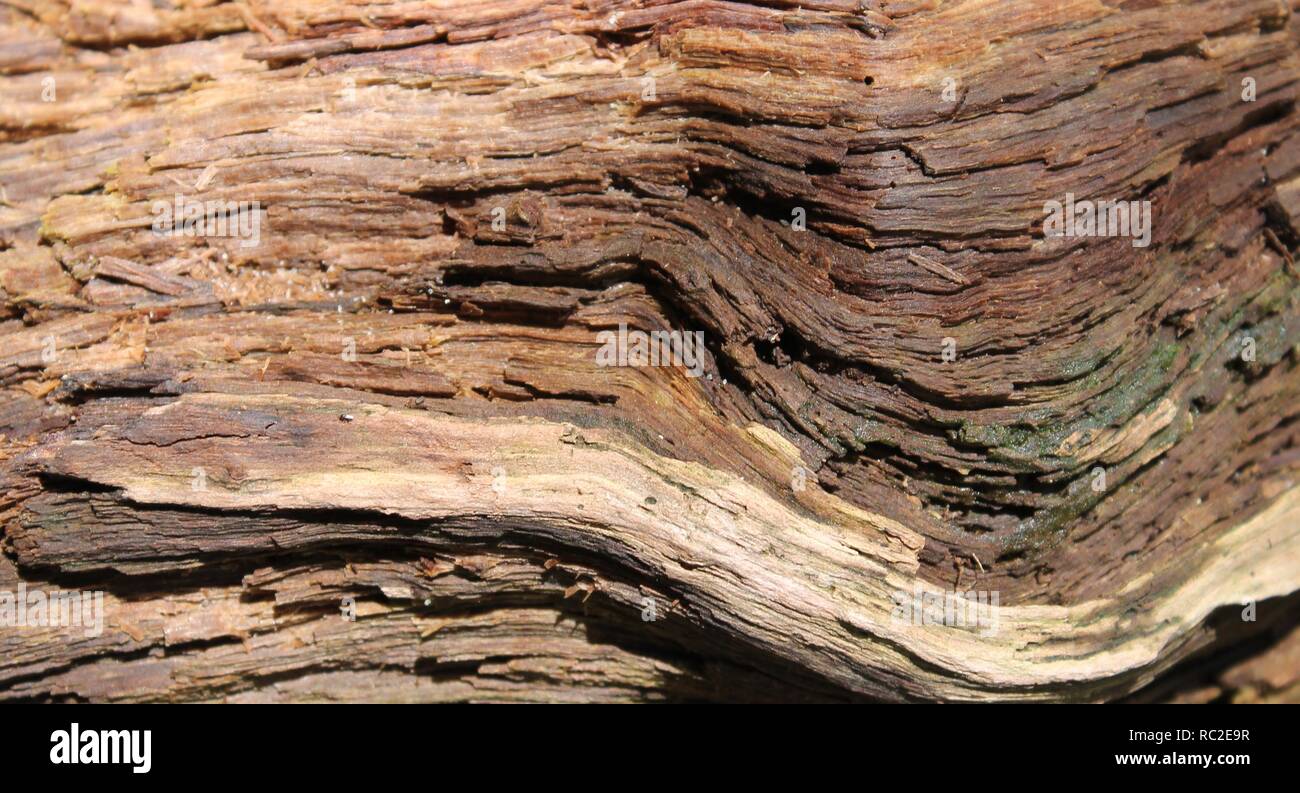 Close up surface of natural tree bark in high resolution Stock Photo ...