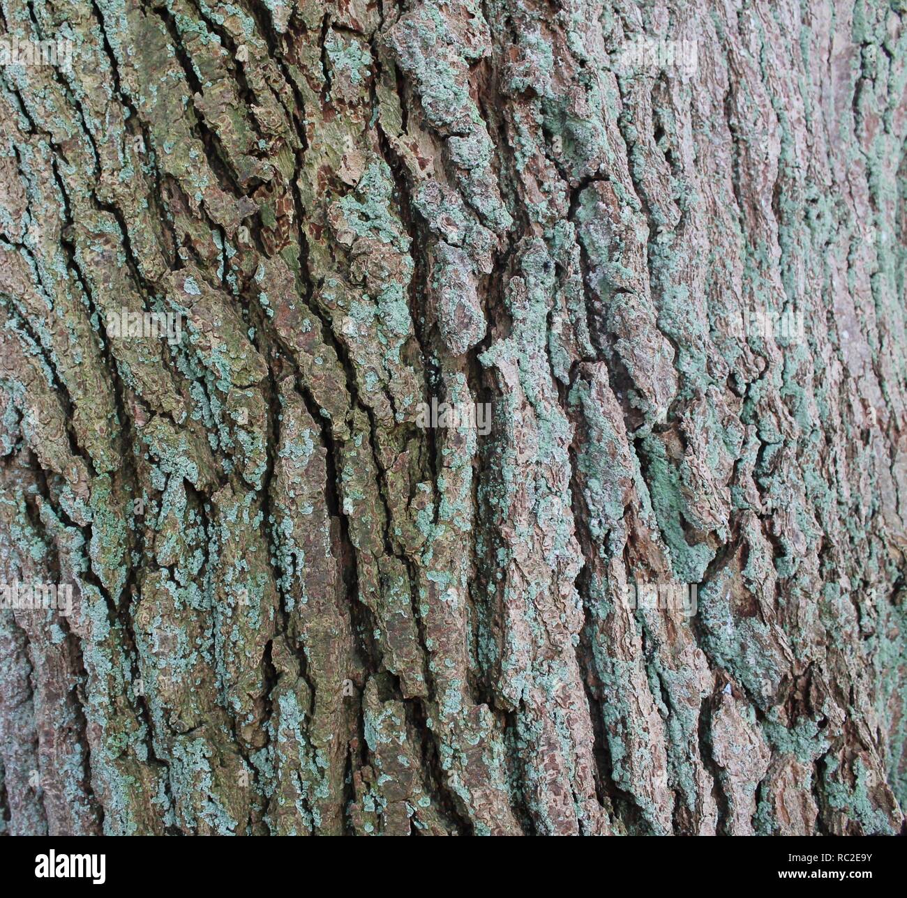 Close up surface of natural tree bark in high resolution Stock Photo ...