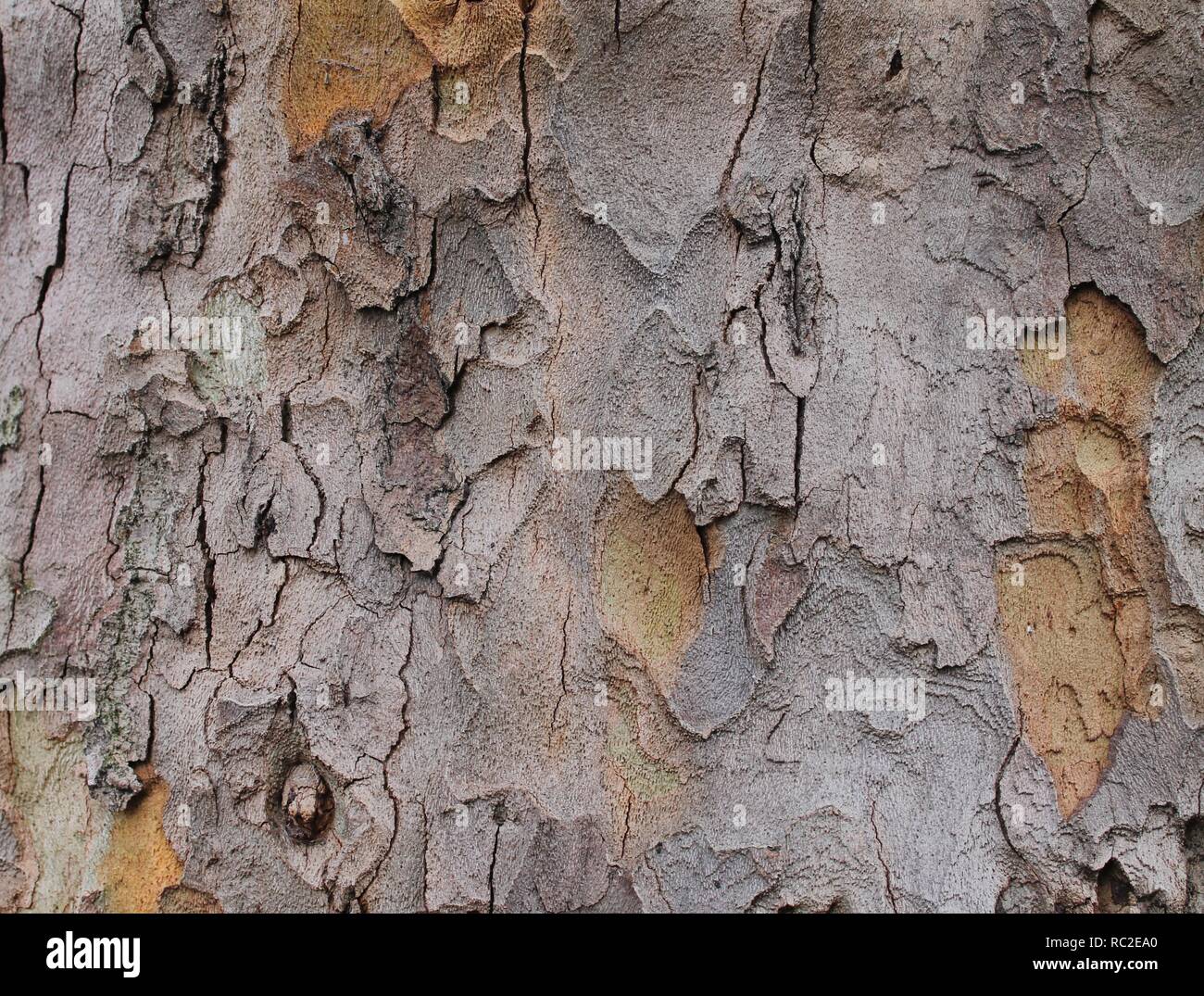 Close up surface of natural tree bark in high resolution Stock Photo ...