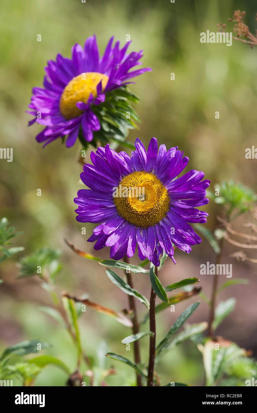 Two blue asters in a flower garden Stock Photo - Alamy