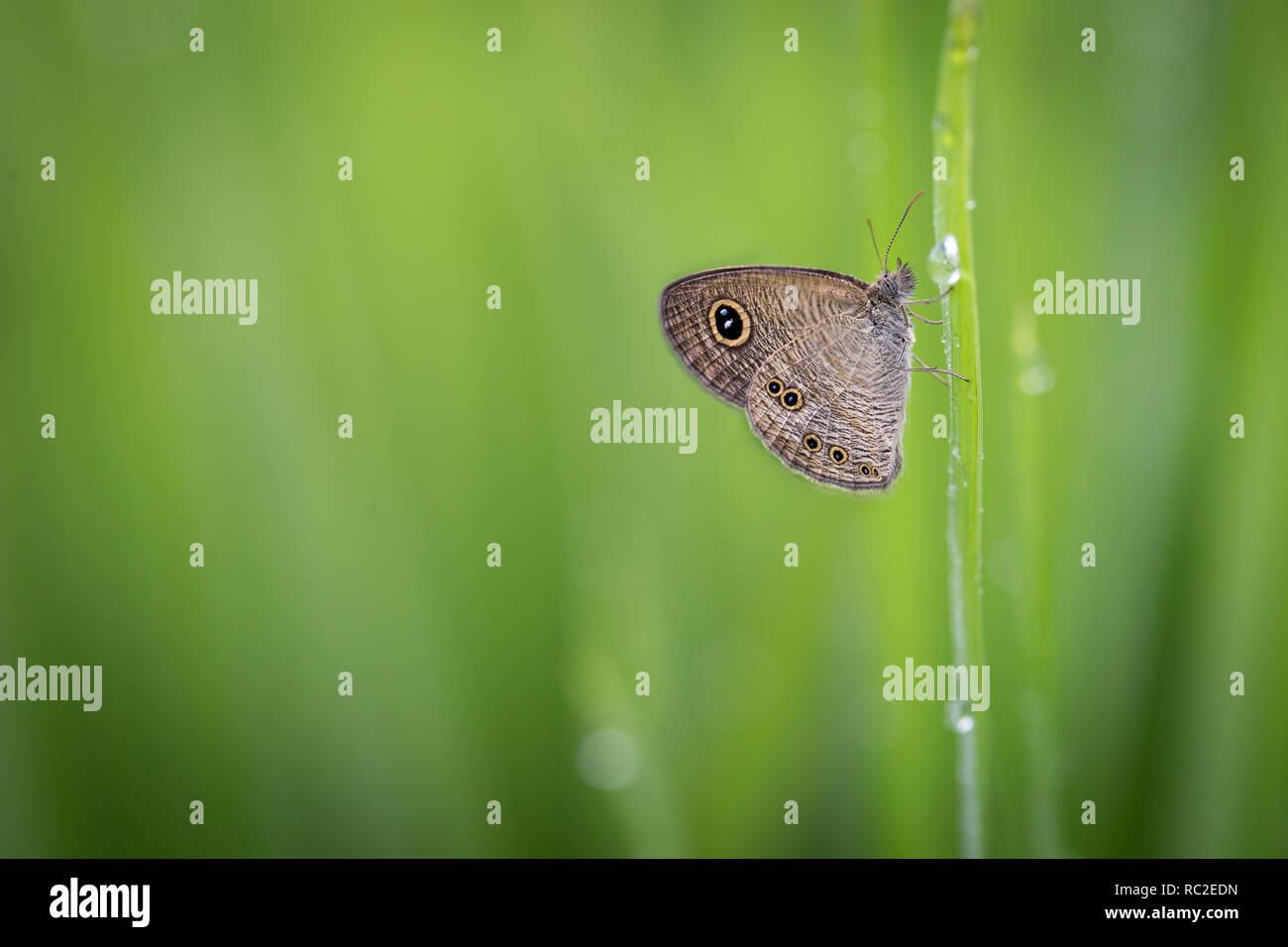 Butterfly in the rice fields early morning Stock Photo - Alamy