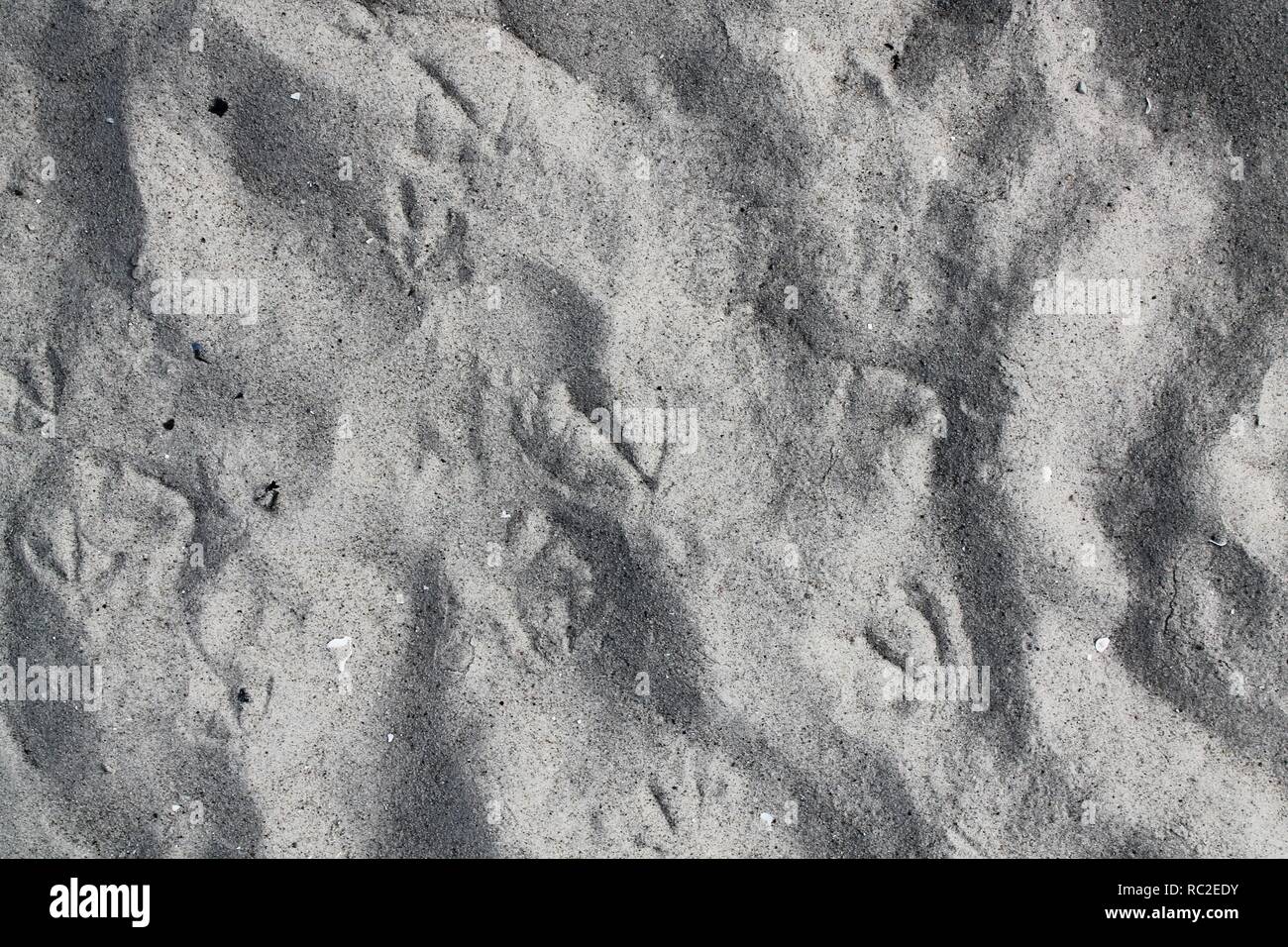 Close up surface of beach sand in high resolution Stock Photo - Alamy