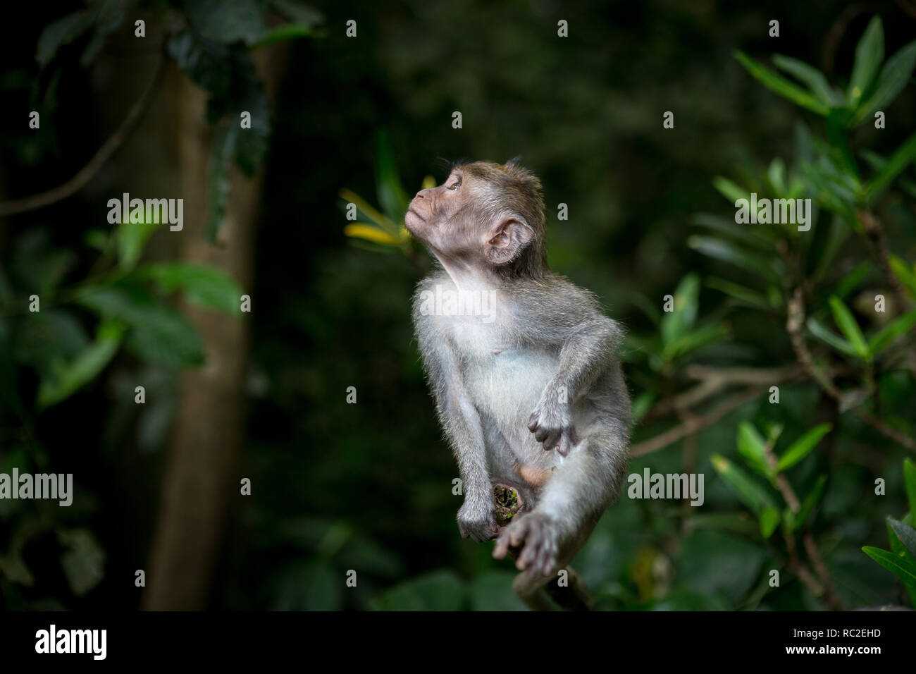 Monkey family baby hi-res stock photography and images - Alamy