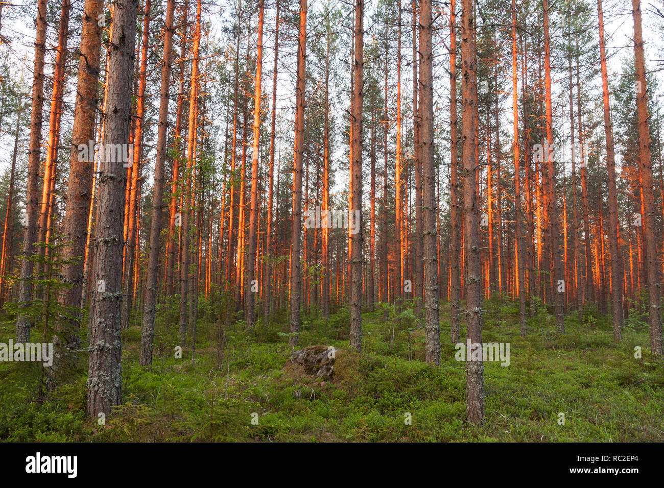 Pine tree trunks in sunrise light Stock Photo - Alamy